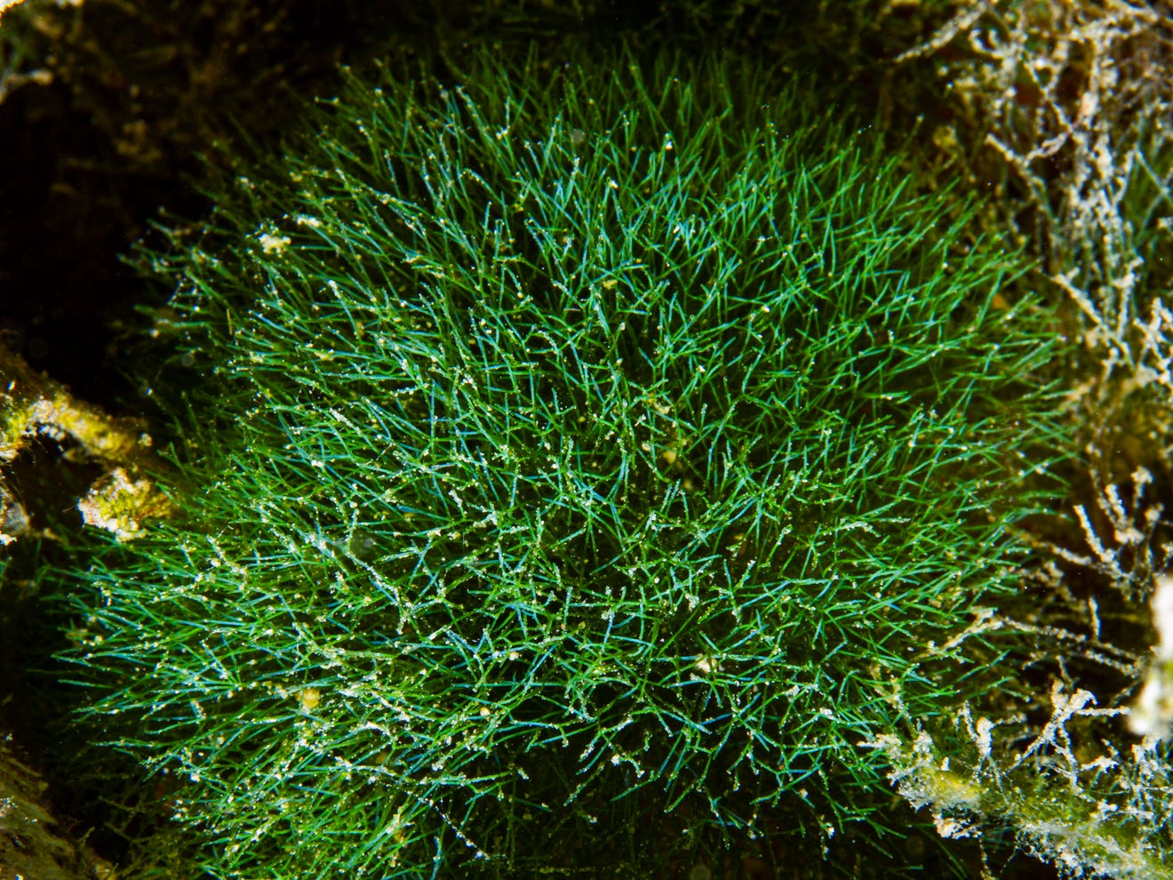 Column: Hunger games on Guam’s reefs - Guam EPSCoR