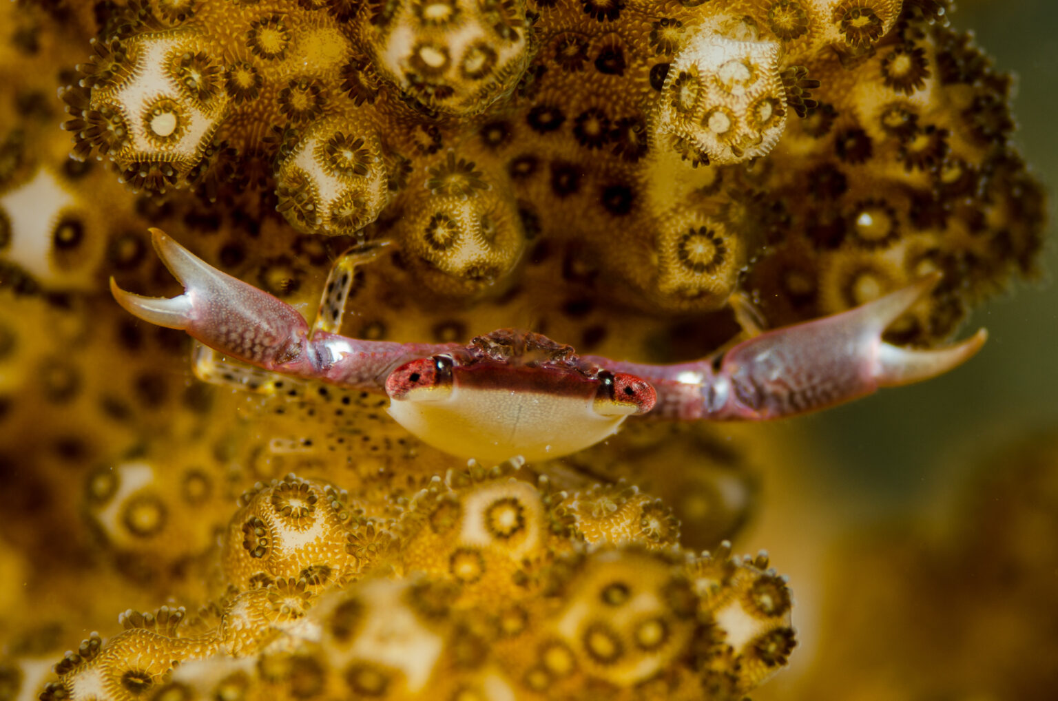 Student Research Experience (SRE) - Guam EPSCoR